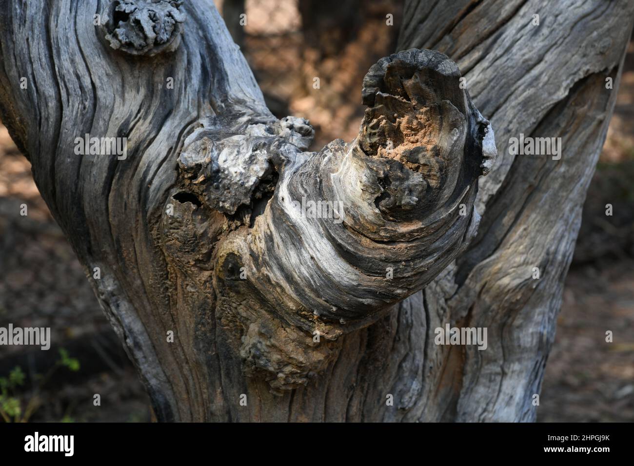 Dried tree trunk makes pattern at the Ballavpur Wildlife Sanctuary ...