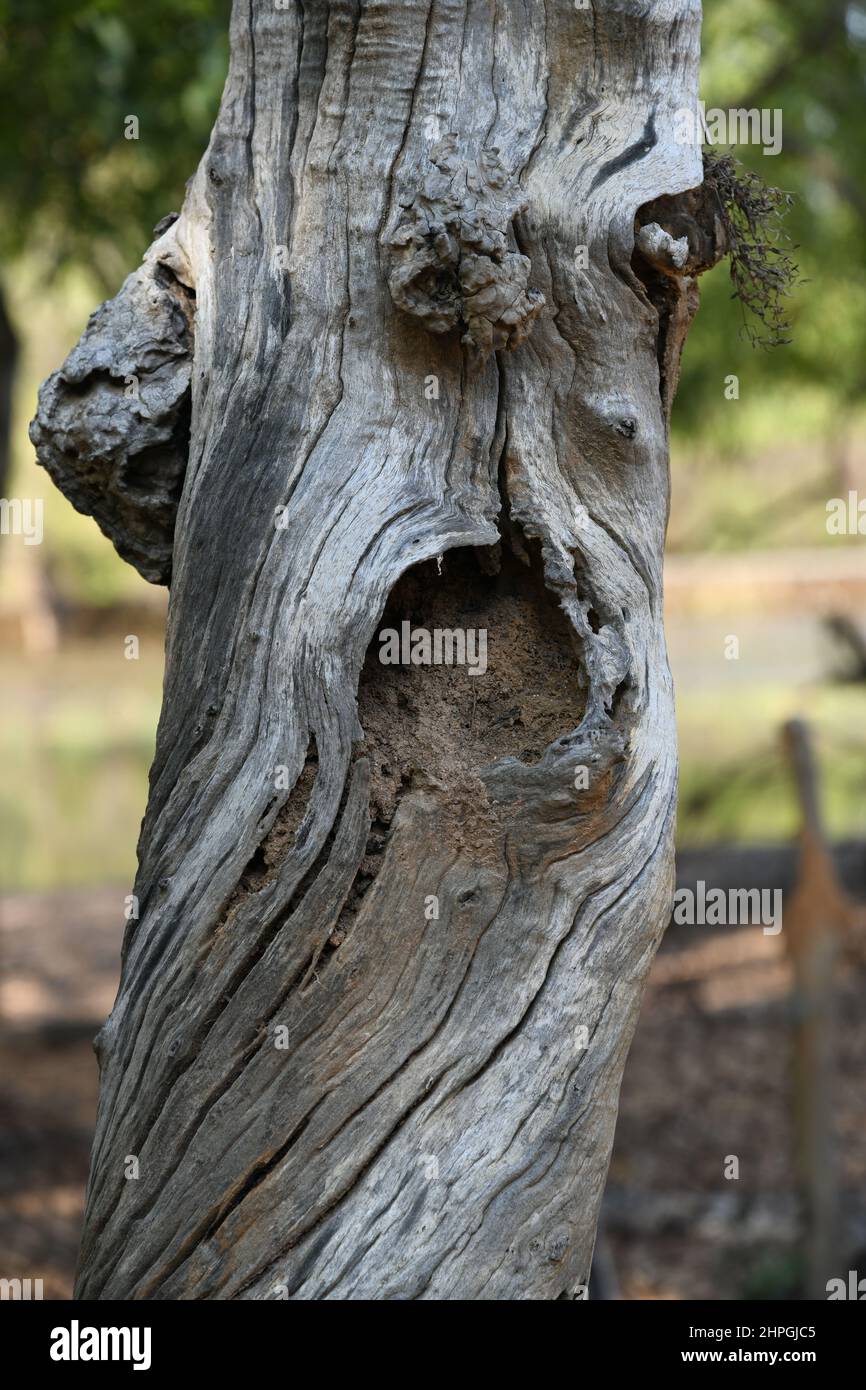 Dried tree trunk makes pattern at the Ballavpur Wildlife Sanctuary ...