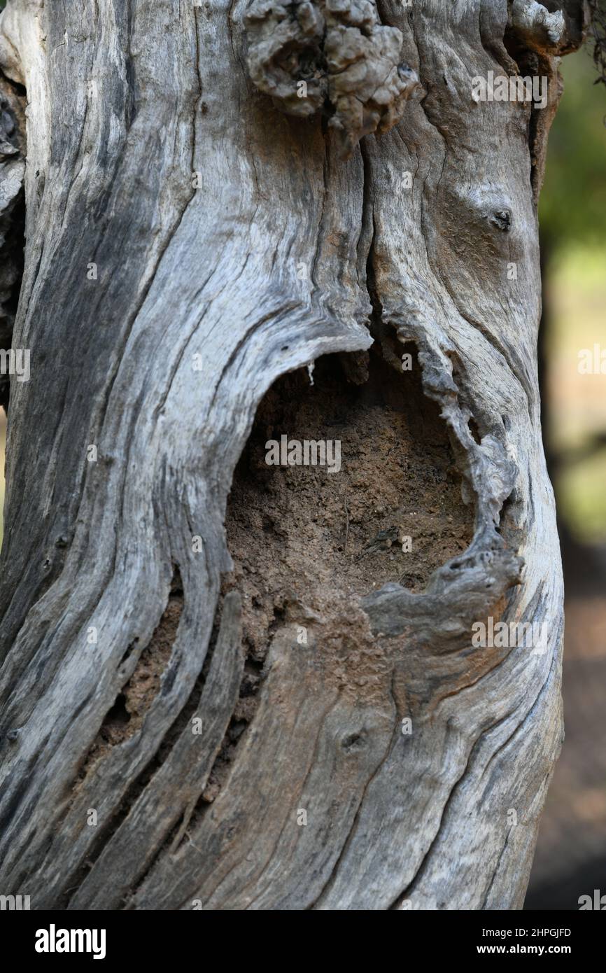 Dried tree trunk makes pattern at the Ballavpur Wildlife Sanctuary ...
