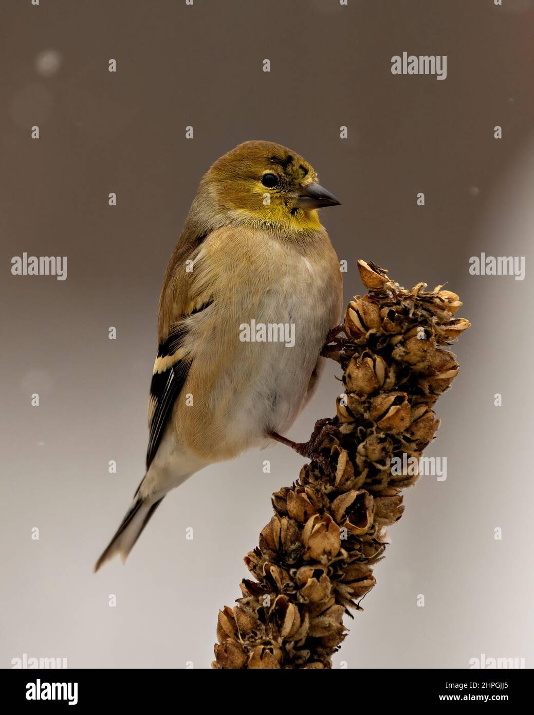 American Goldfinch close-up profile view, perched on foliage with a ...