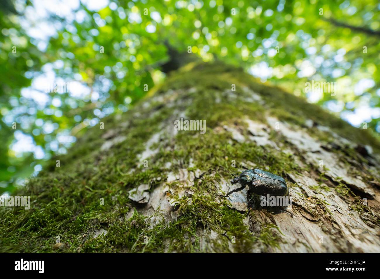 Hermit beetle (Osmoderma barnabita) on an old oak, Ruissalo island ...