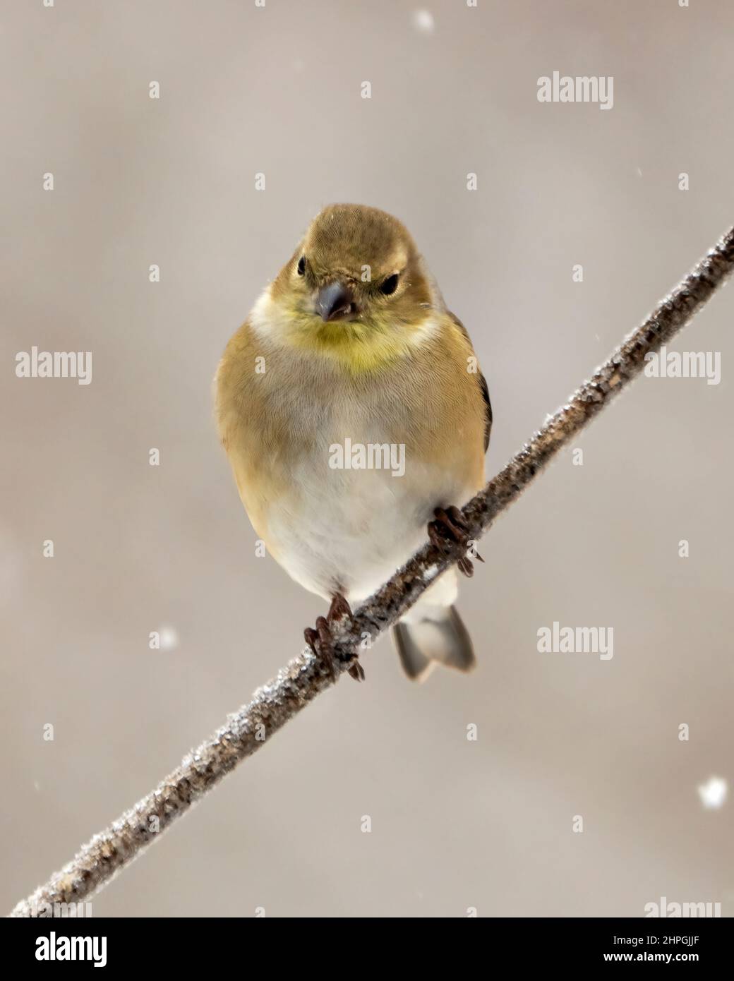 American Goldfinch close-up profile front view, perched on a branch ...