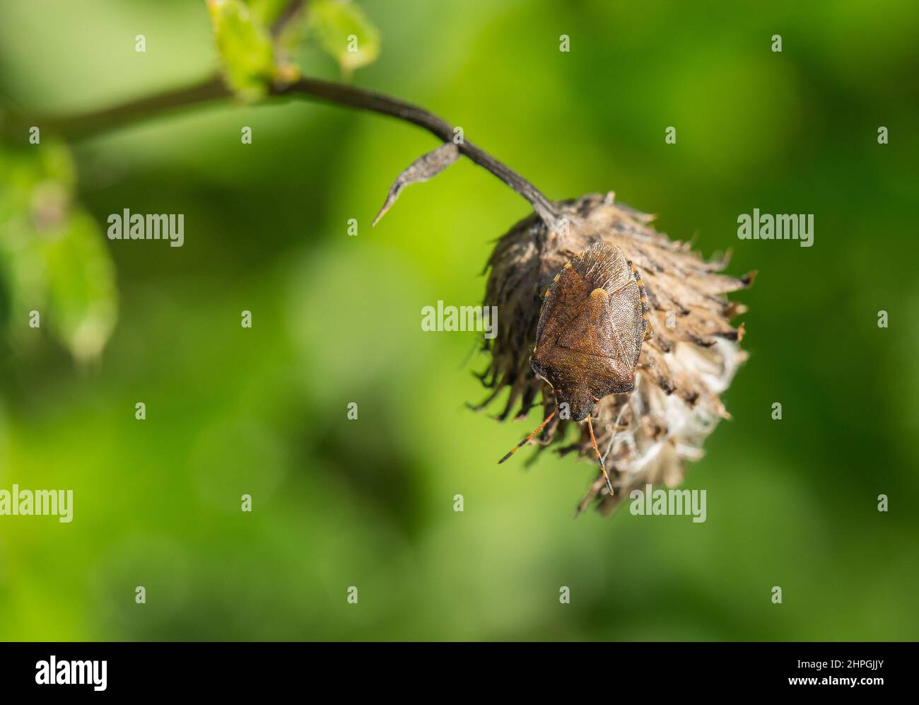 Vernal shieldbug (Peribalus strictus Stock Photo - Alamy