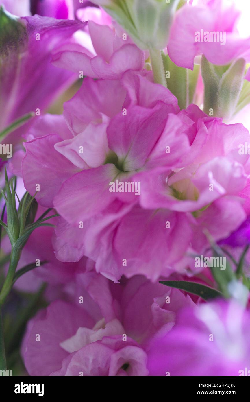 Perfumed flowerhead hi-res stock photography and images - Alamy