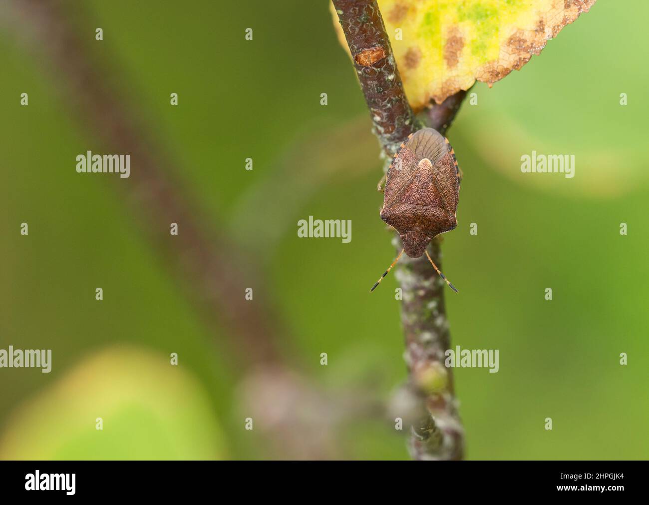 Peribalus strictus hi-res stock photography and images - Alamy