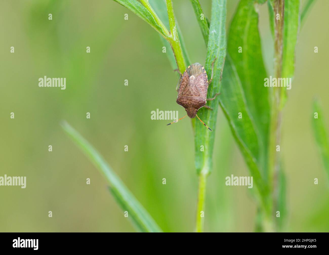 Peribalus strictus hi-res stock photography and images - Alamy