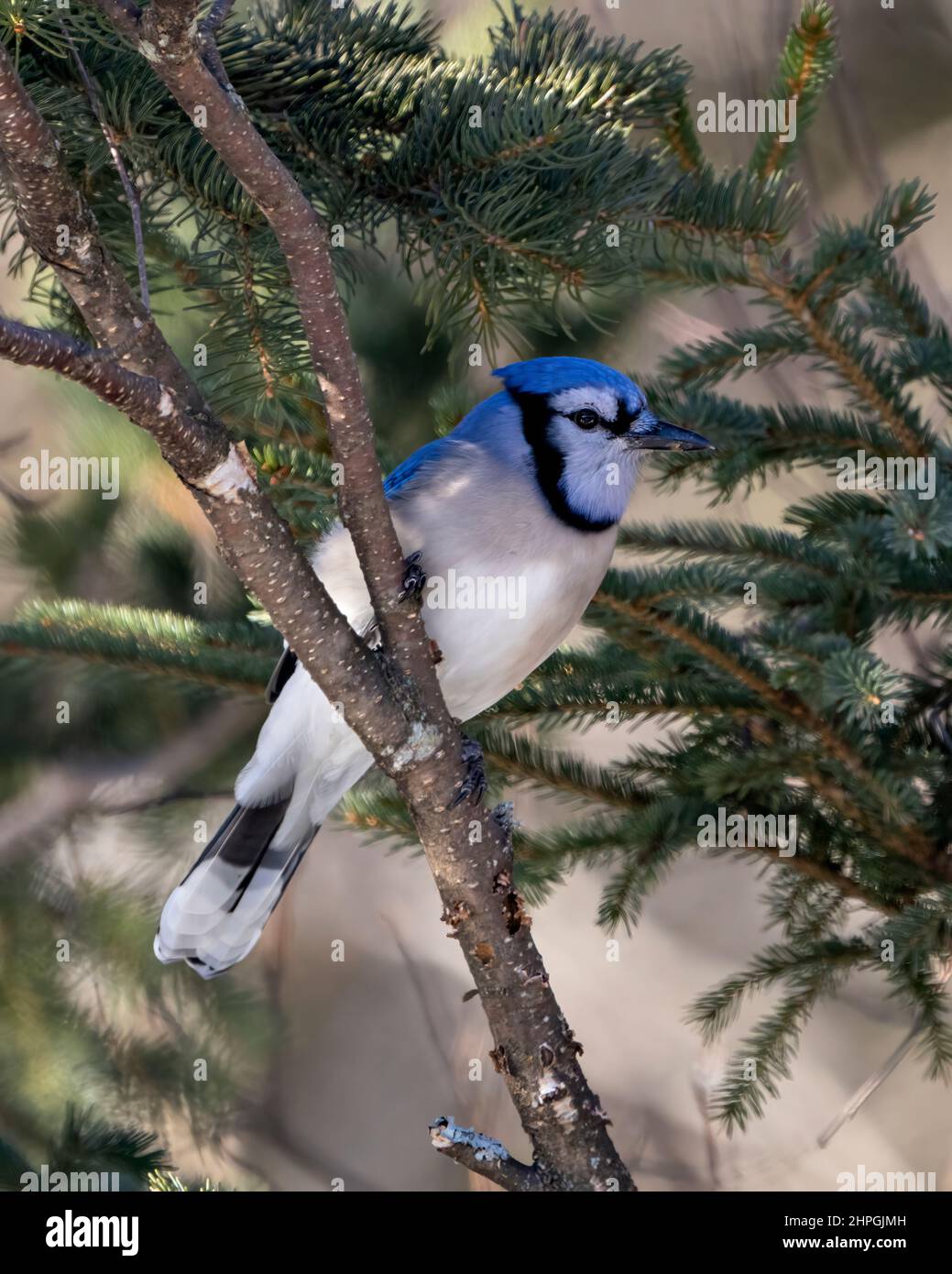 Blue Jay bird close-up perched on a spruce tree branch with a blur ...