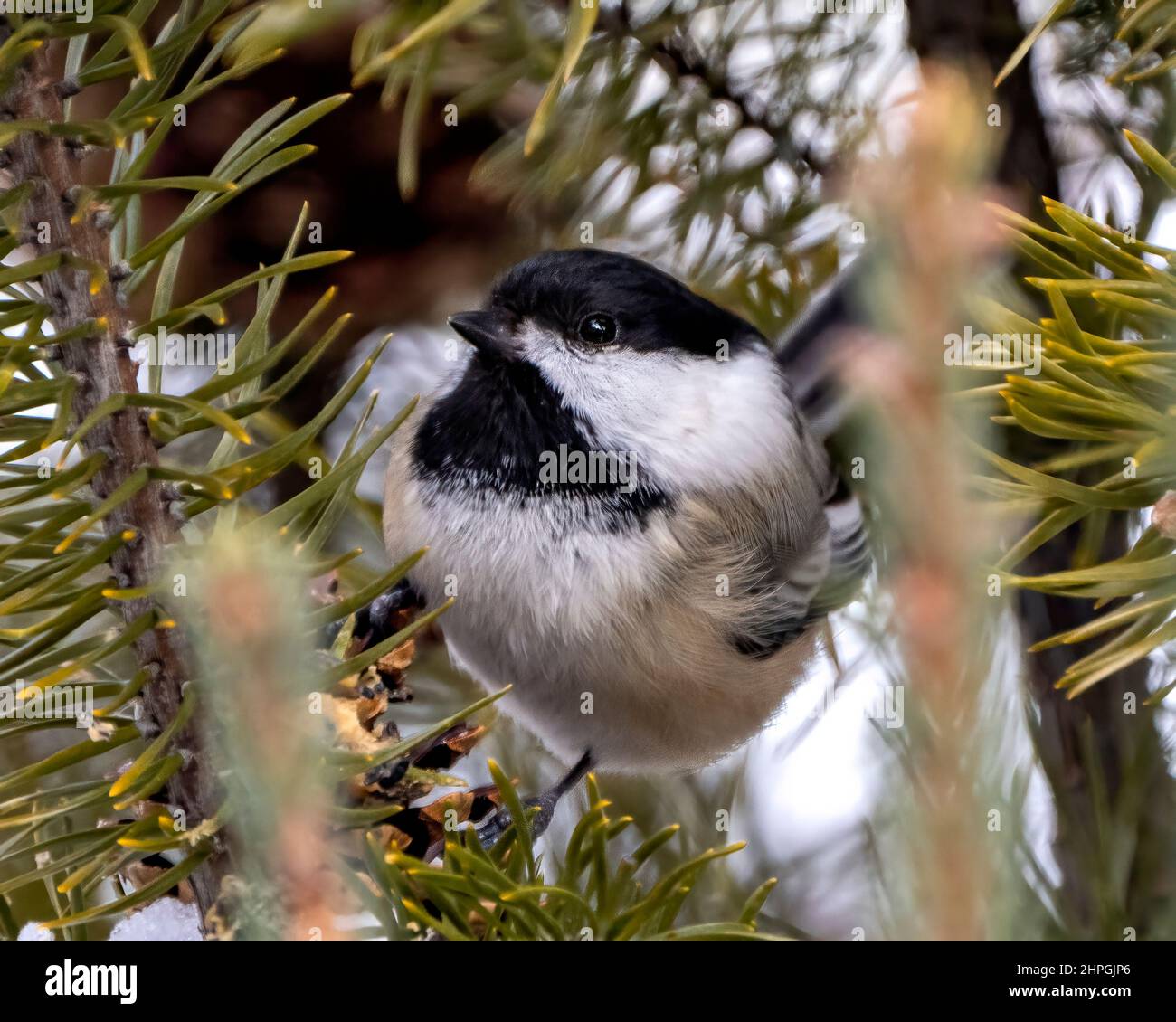 Chickadee close-up profile view perched on a pine branch with a blur ...