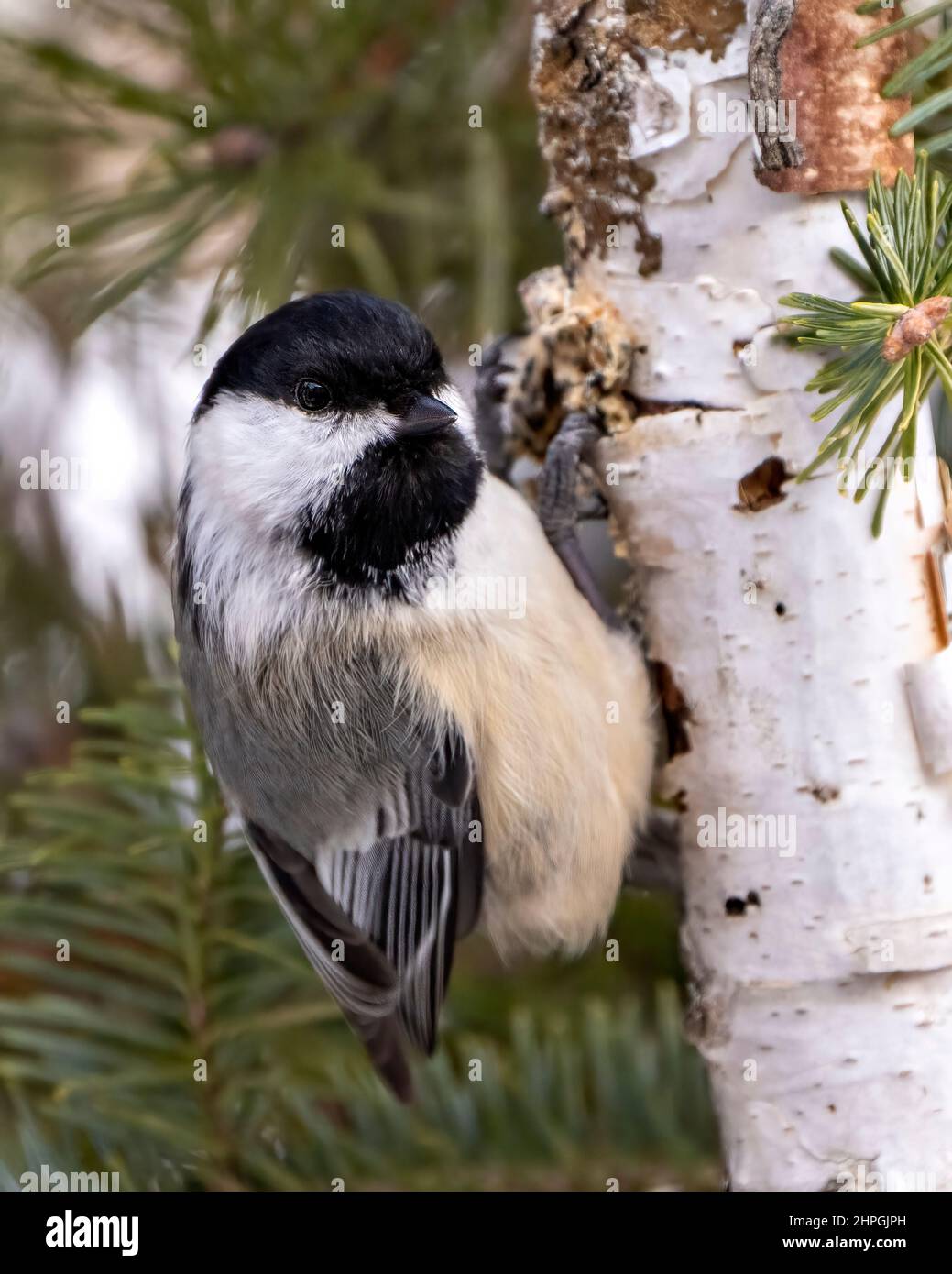 Chickadee close-up profile view perched on a birch tree with a blur ...