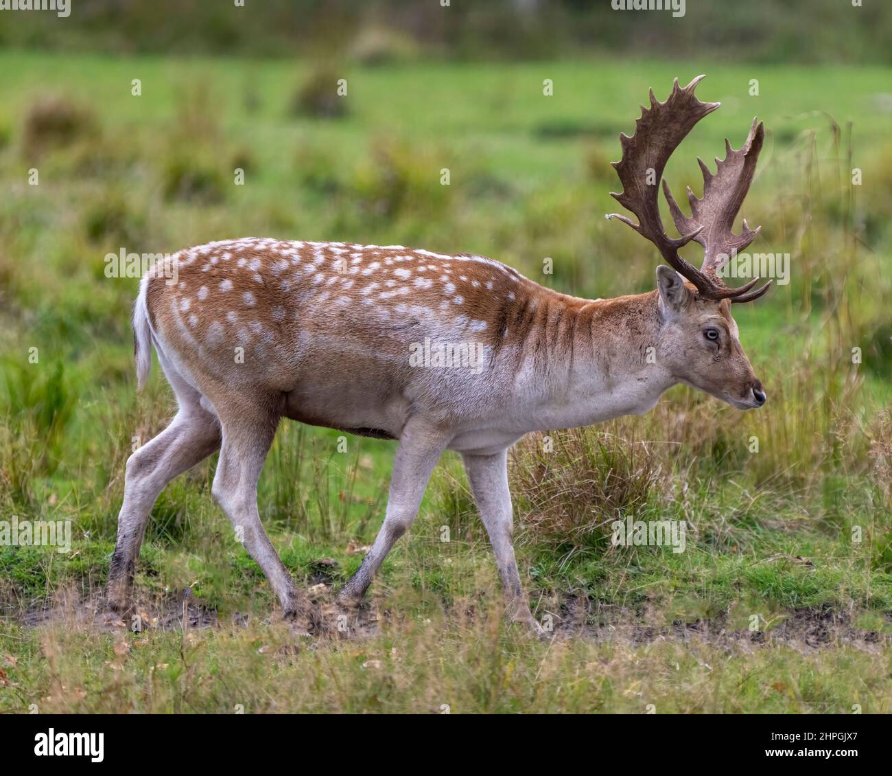 Fallow Deer male buck in the field in the hunting season displaying ...