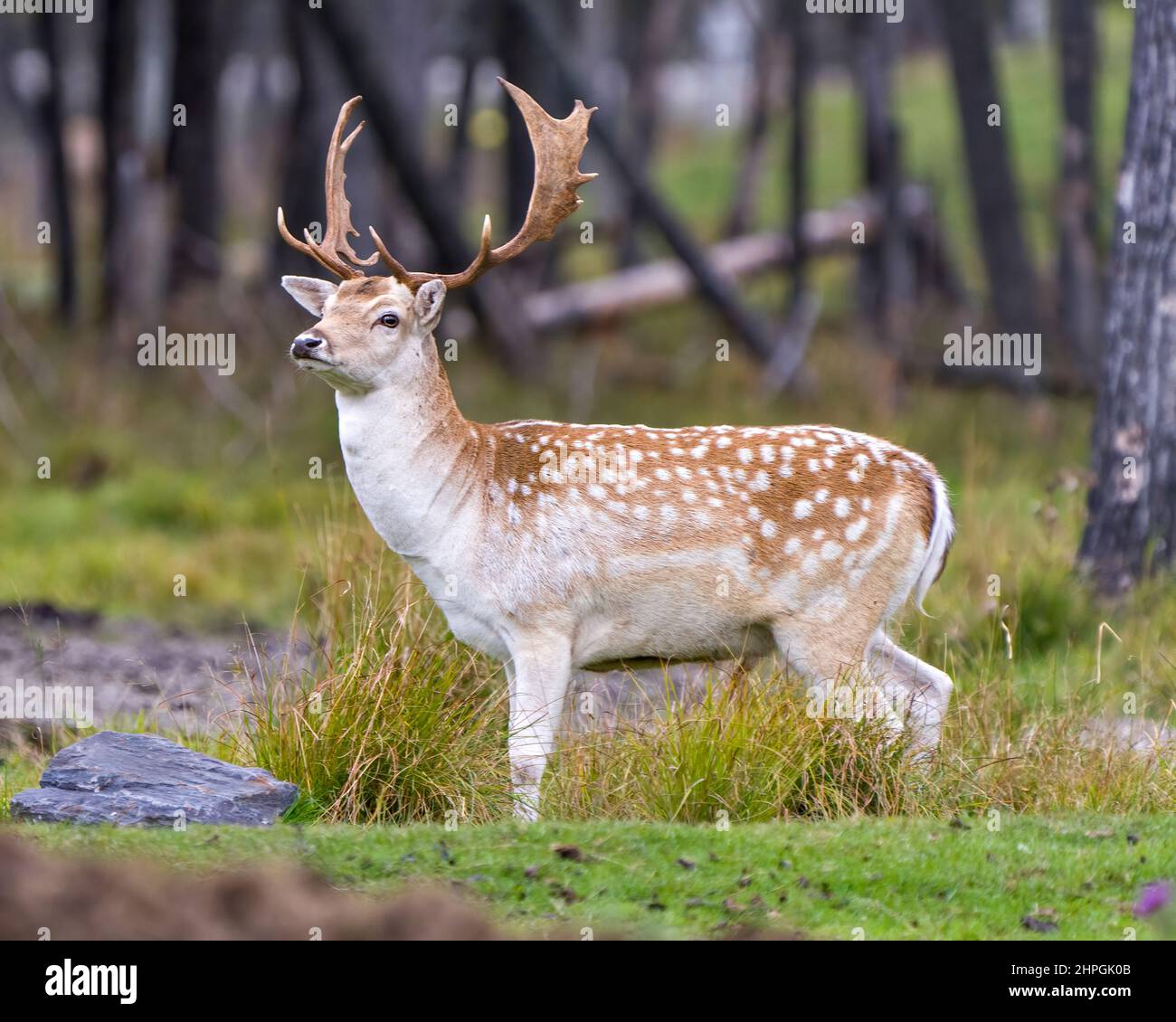 Deer Fallow close-up side profile in the forest with a blur forest ...