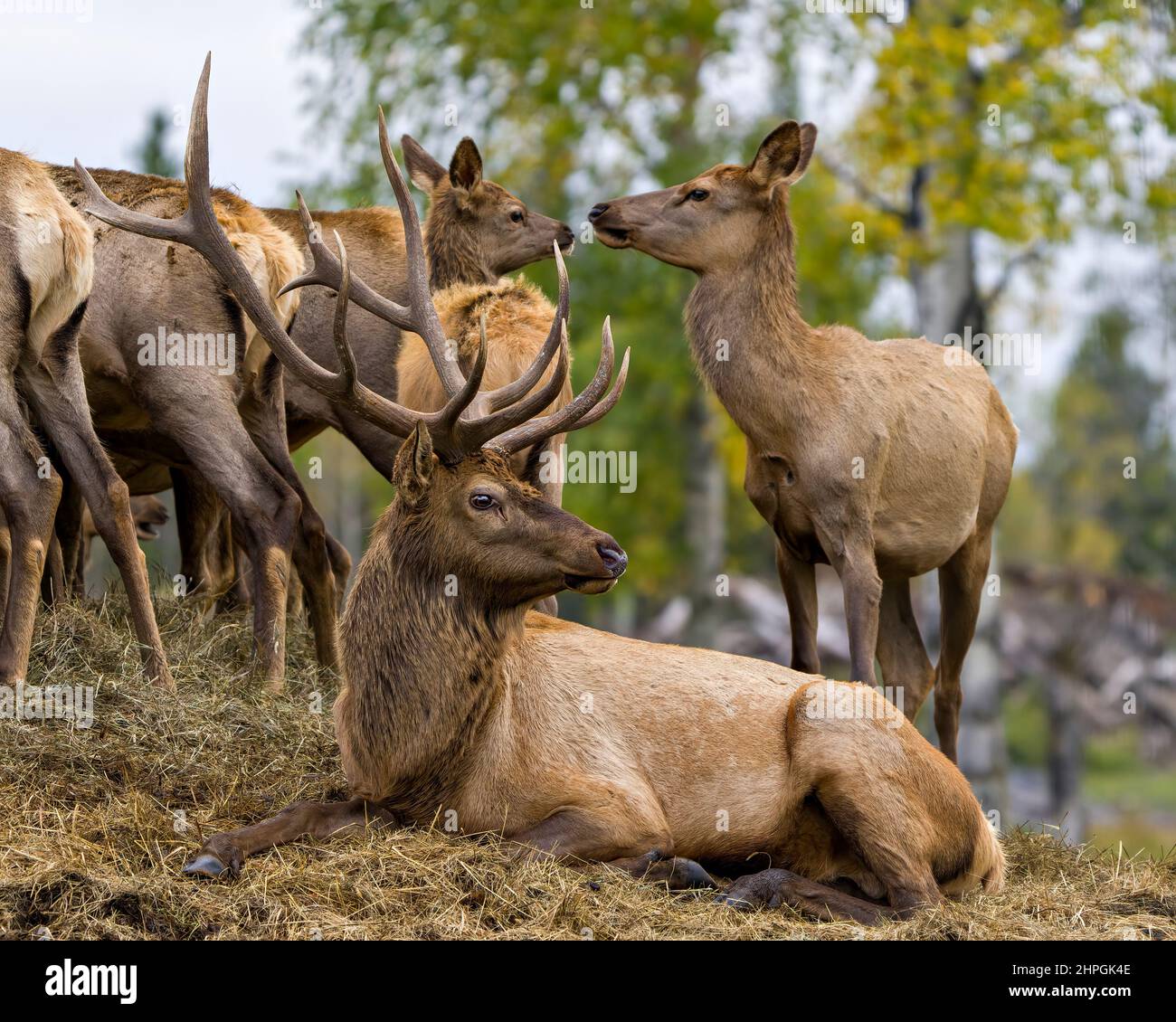 Elk bull resting on hay with its cows elk around him in their ...