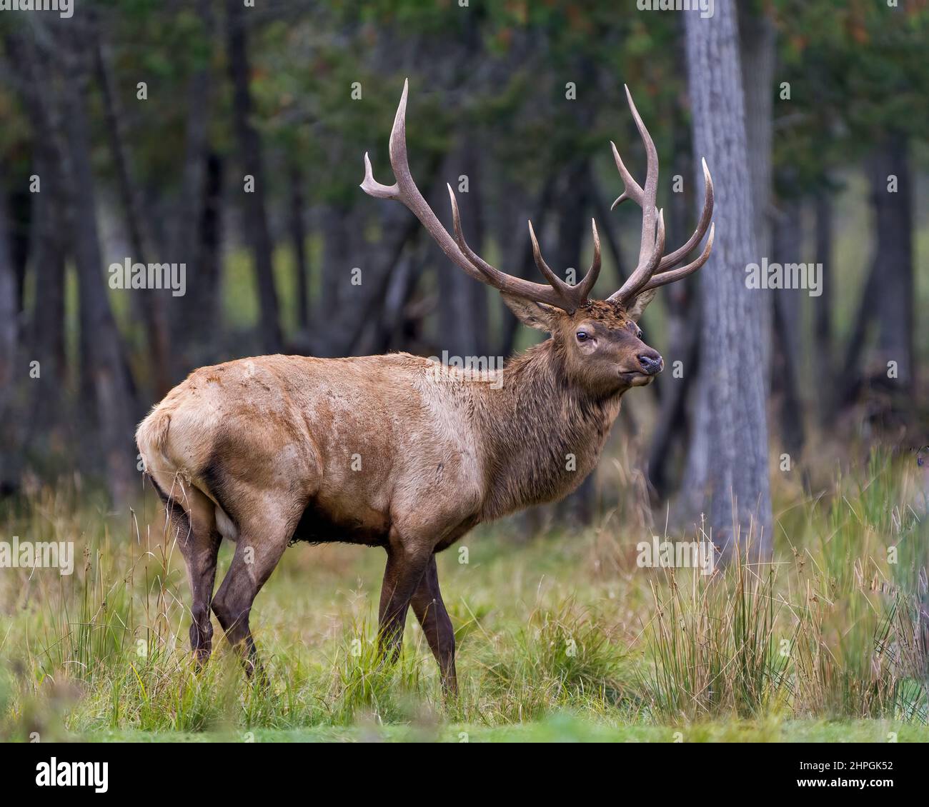 Elk bull male walking in the field with a blur forest background in its ...