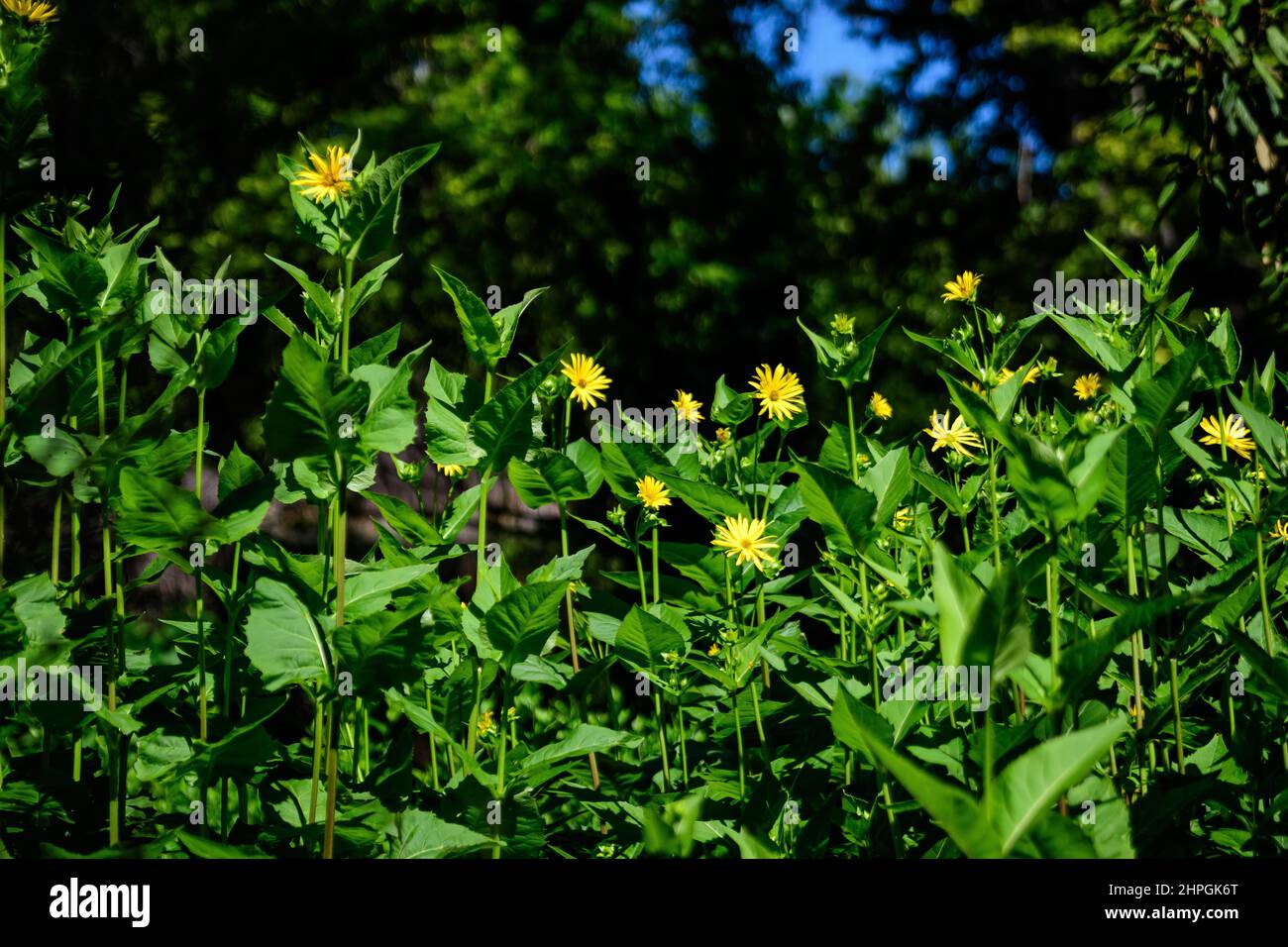 Many delicate fresh vivid yellow flowers of Jerusalem artichoke plant ...