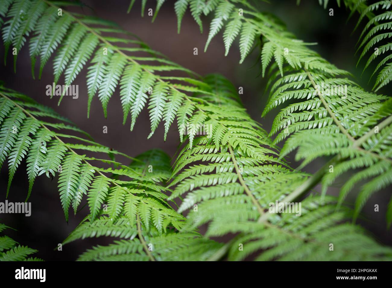 Nature patterns, tree fern fronds close-up, ponga trees Stock Photo - Alamy