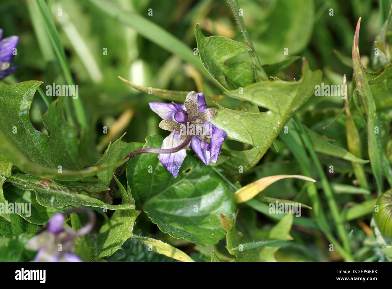 Red flower photographed in the local garden in Bavaria Stock Photo - Alamy