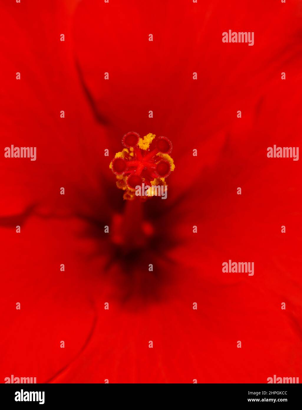 Red flower photographed in the local garden in Bavaria Stock Photo - Alamy