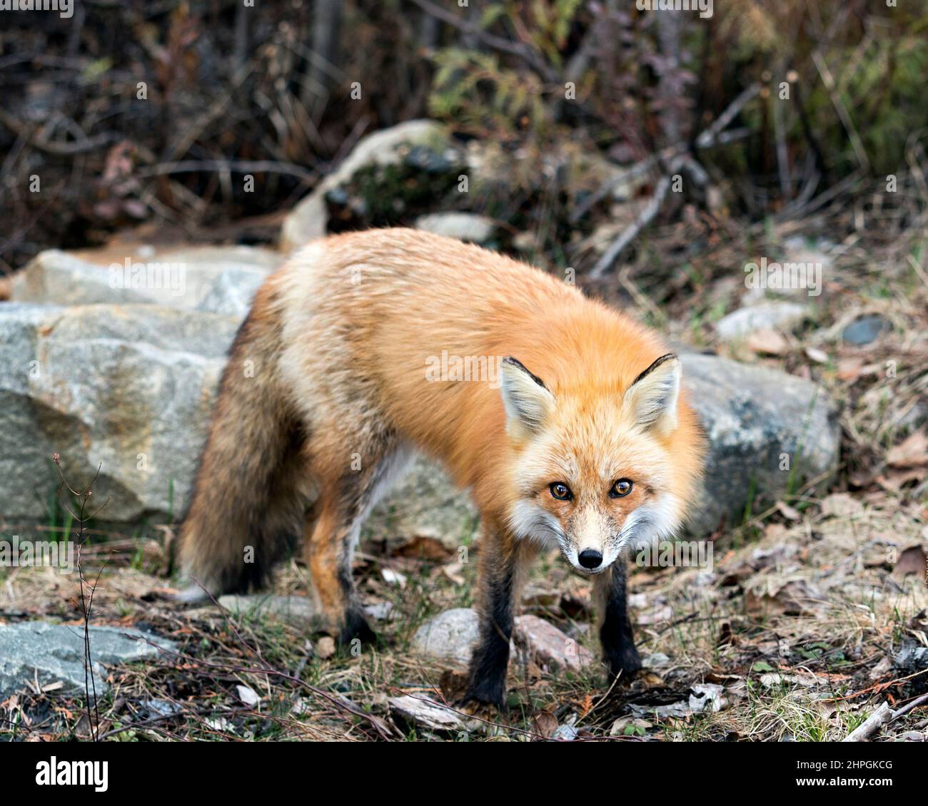 Red Fox close-up looking at camera in the spring season with blur ...