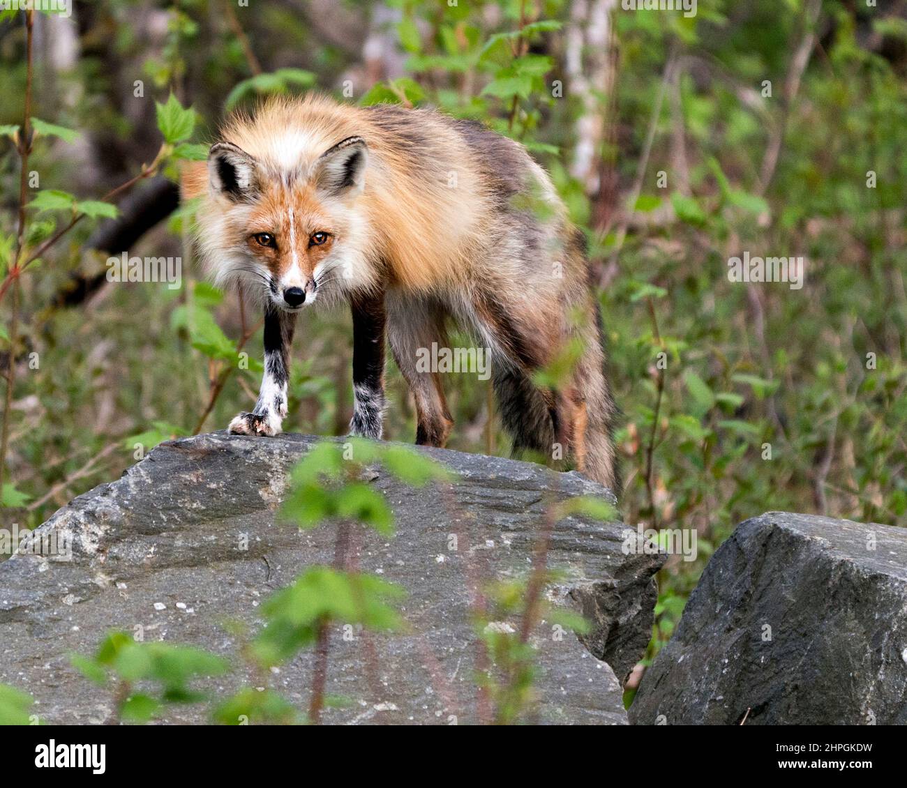 Red fox close-up standing on a big rock with forest background in its ...