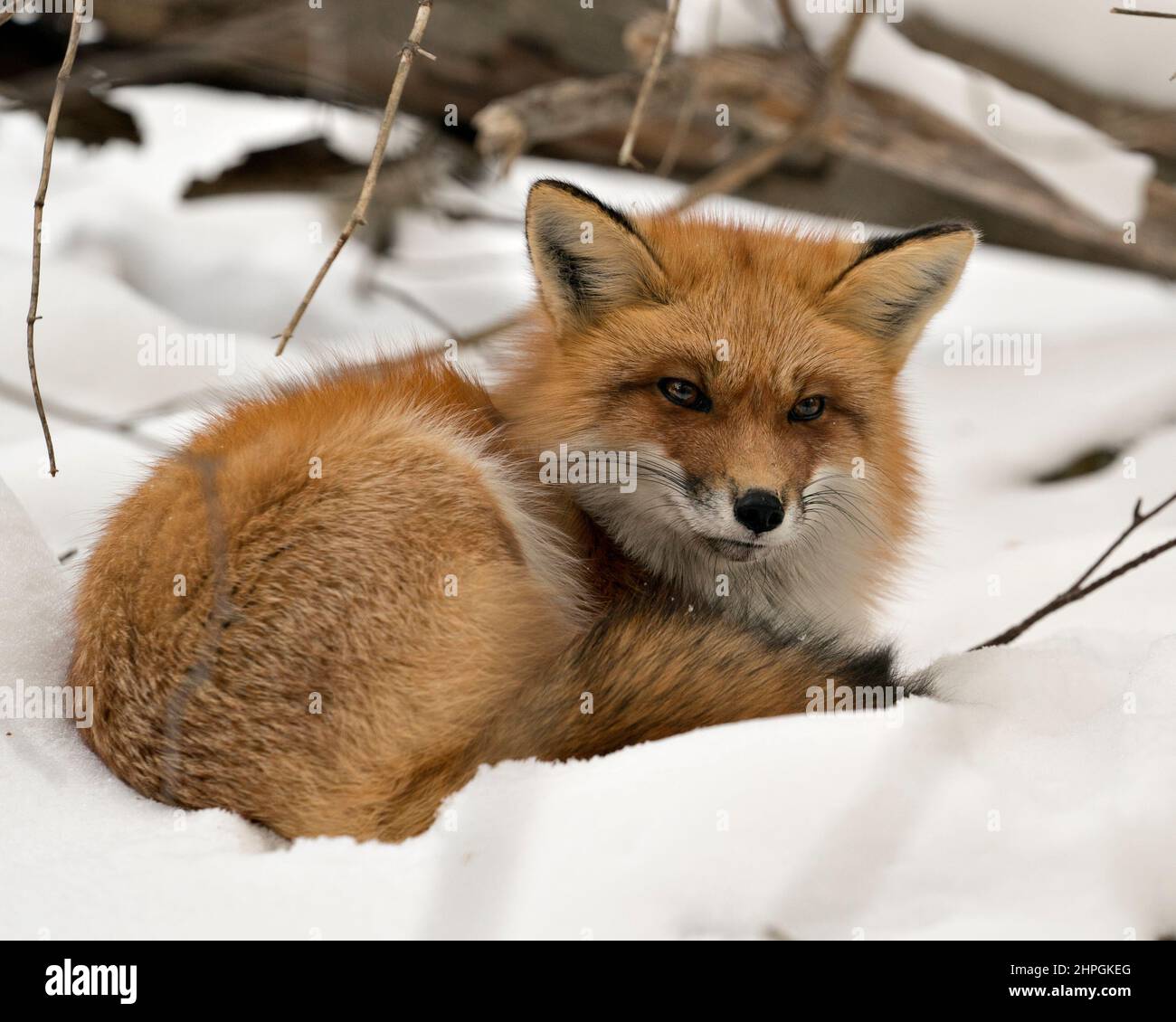 Red fox close-up profile view in the winter season in its environment ...