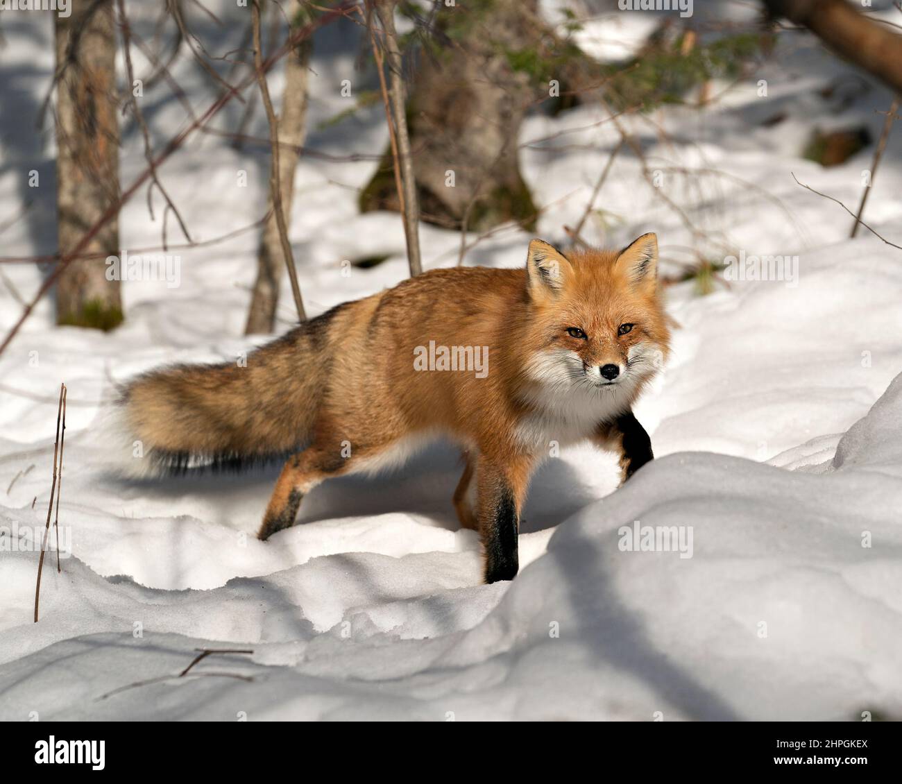 Red fox close-up profile side view in the winter season in its ...