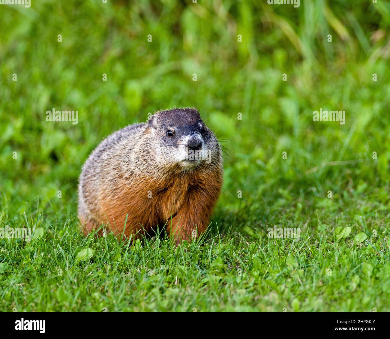 Groundhog close-up view looking at camera and foraging for food in the ...