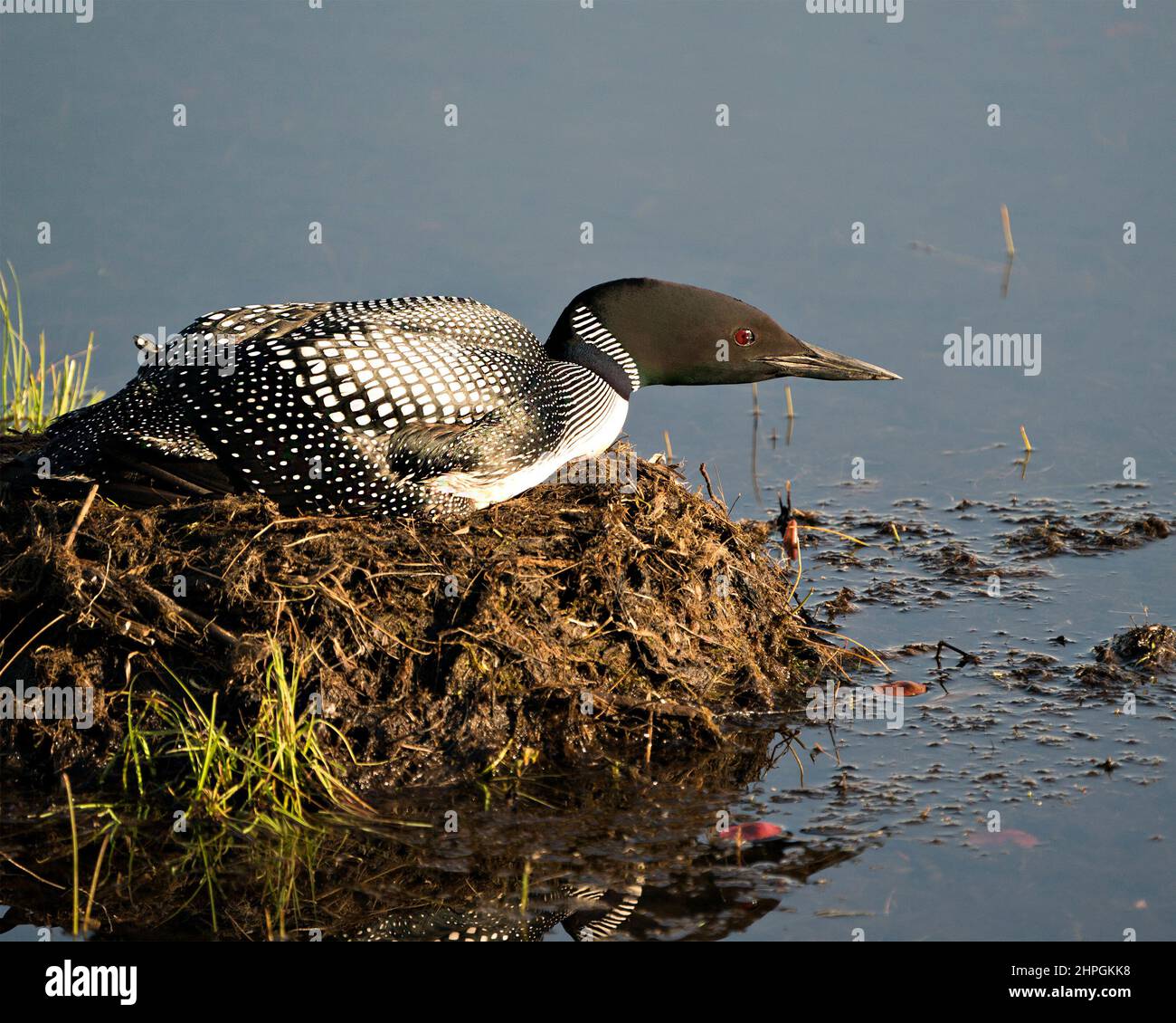 Common Loon nesting on its nest with marsh grasses, mud and water by the lake shore in its ...