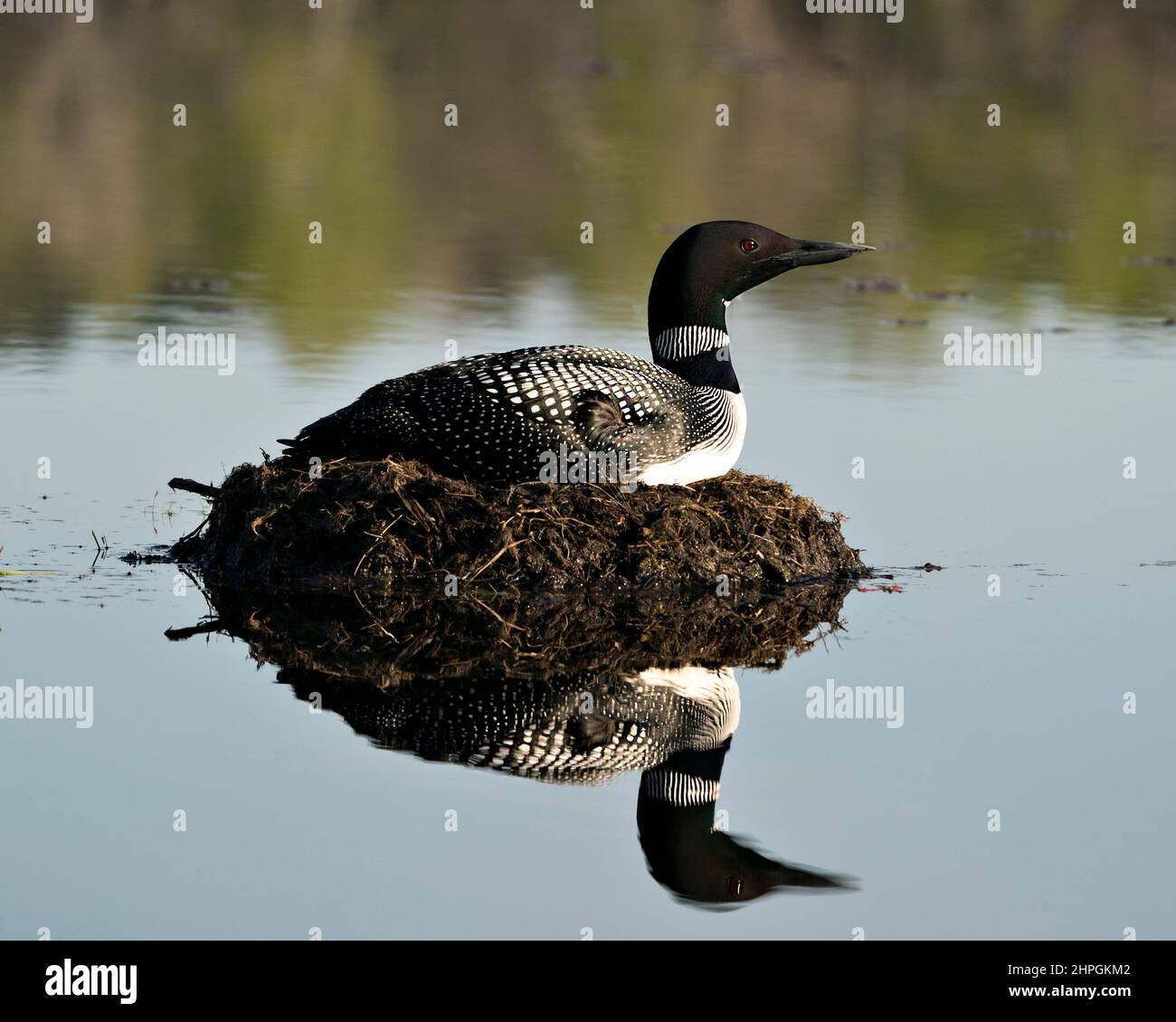 Common Loon nesting on its nest with marsh grasses, mud and water by the lake shore in its ...