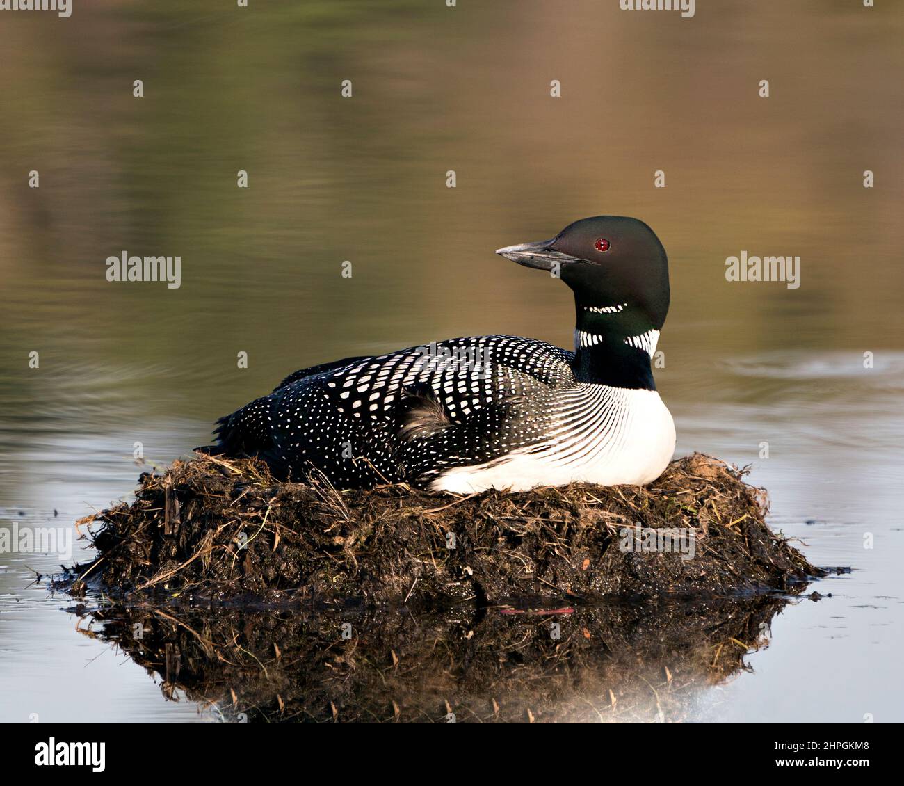 Common Loon nesting and protecting brood eggs in its environment and ...