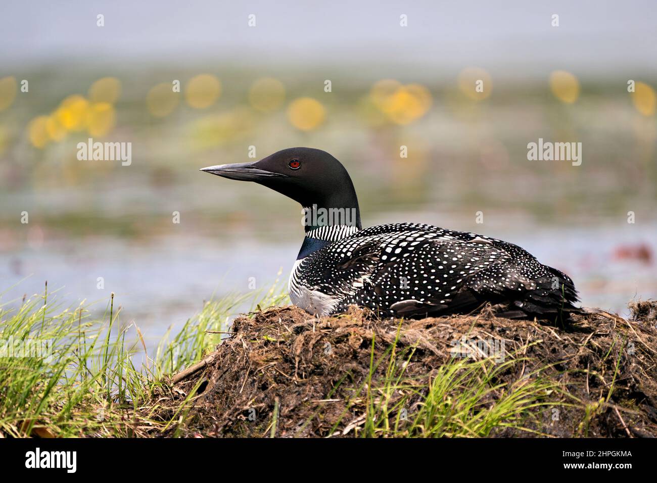 Loon nesting on its nest with marsh grasses, mud and water by the lake shore in its environment ...