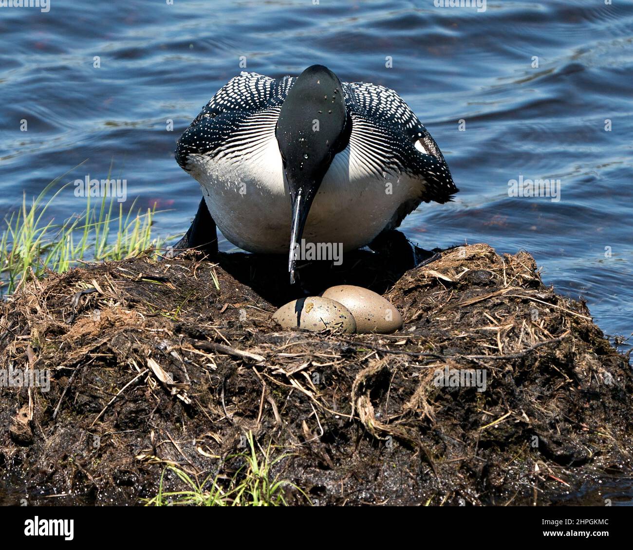 Loon nesting on its nest with marsh grasses, mud and water by the lakeshore in its environment ...
