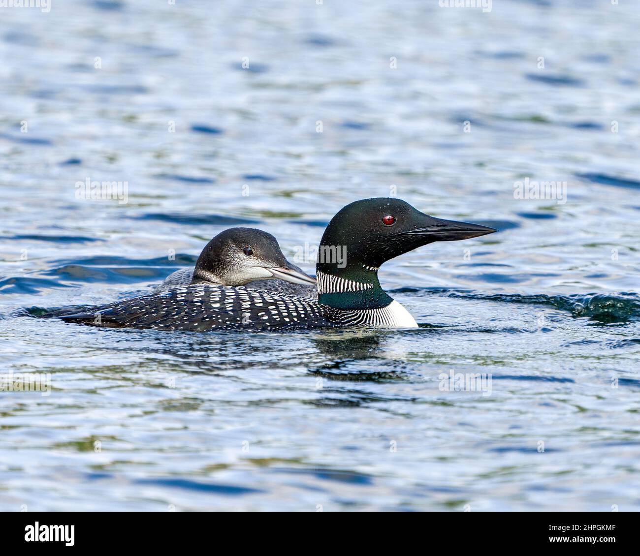 Common loon with young immature baby loon in its growing phase swimming ...