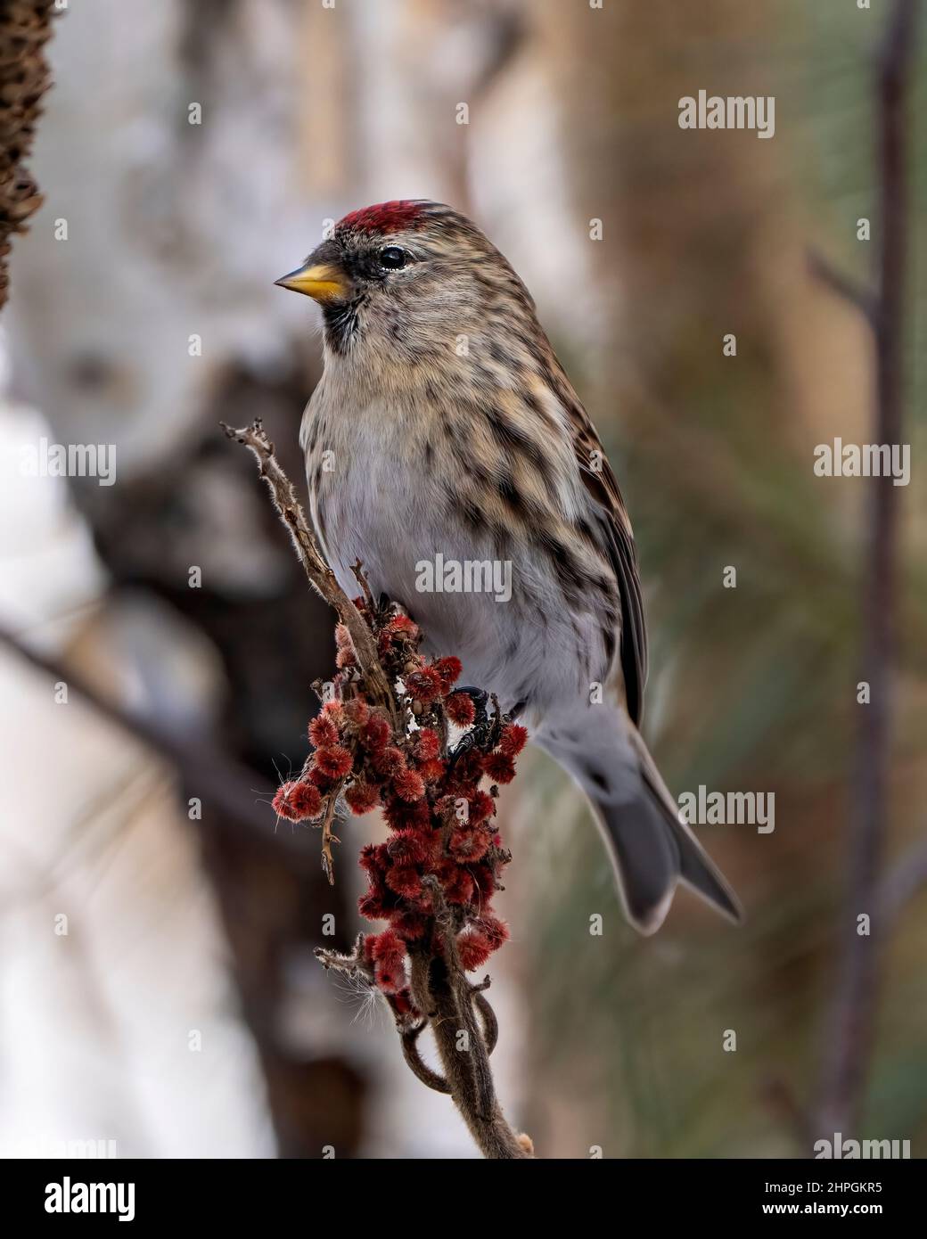 Red poll close-up profile view in winter season perched on a stag horn ...