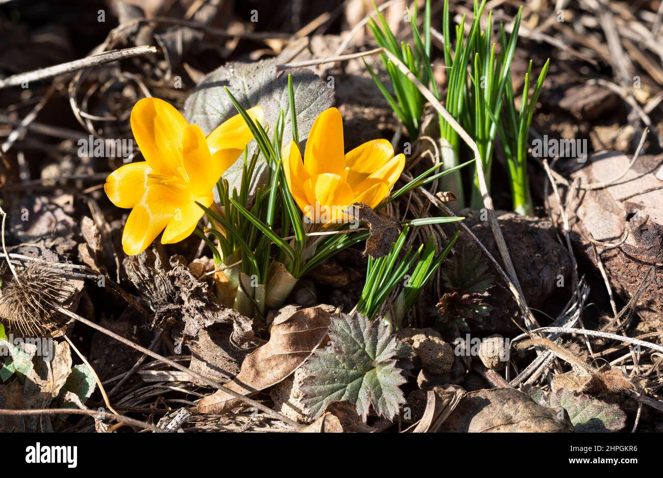 crocus flowers wild flowers during springtime Stock Photo - Alamy