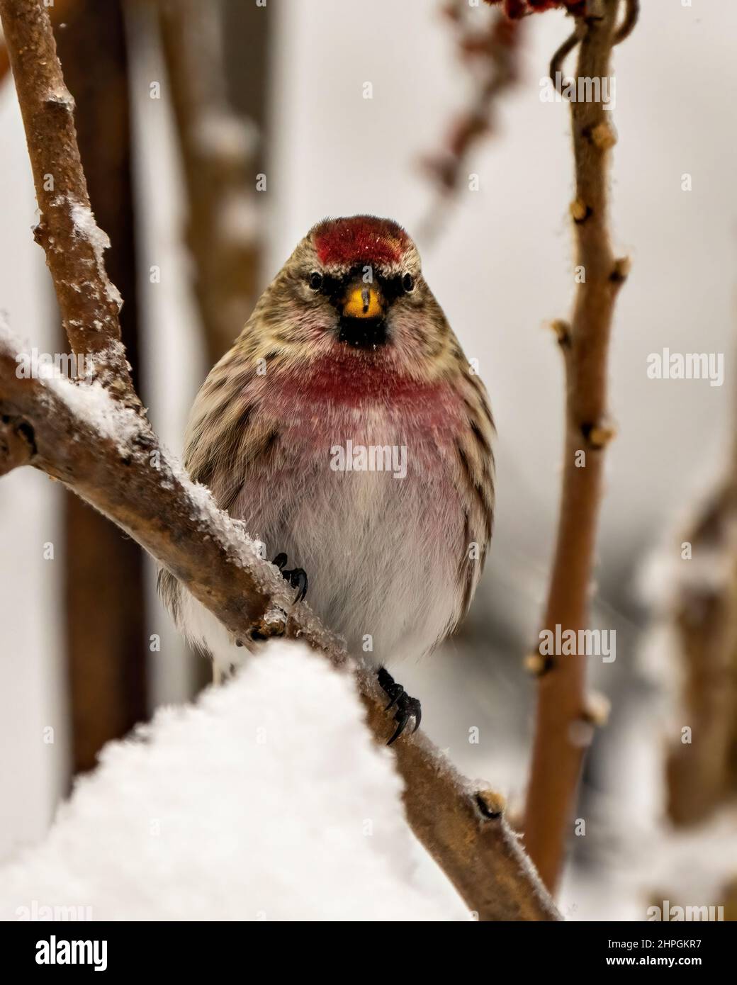 Red poll close-up profile front view in winter season perched with a ...