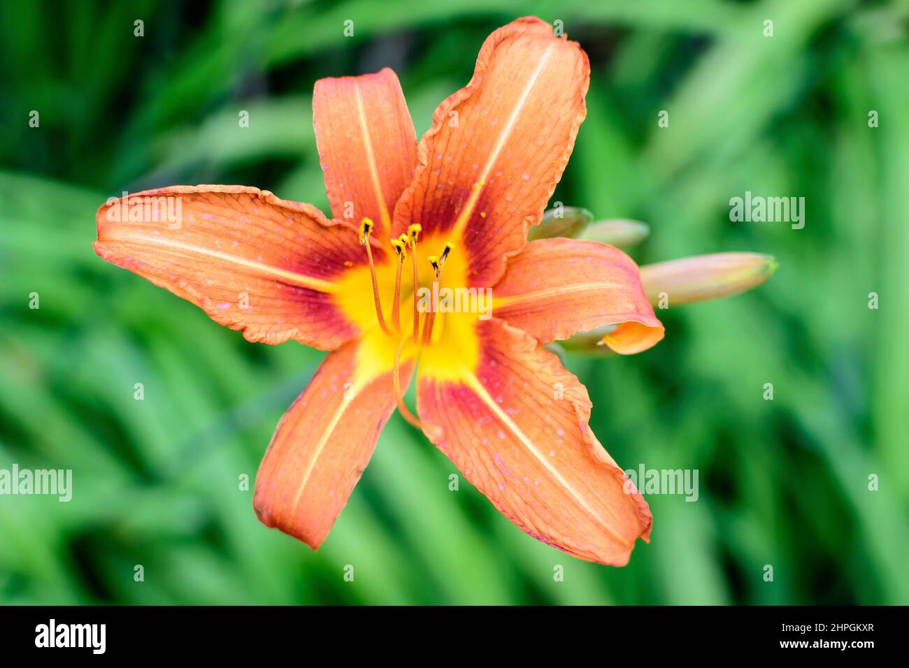 Many small vivid orange flowers of Lilium or Lily plant in a British ...