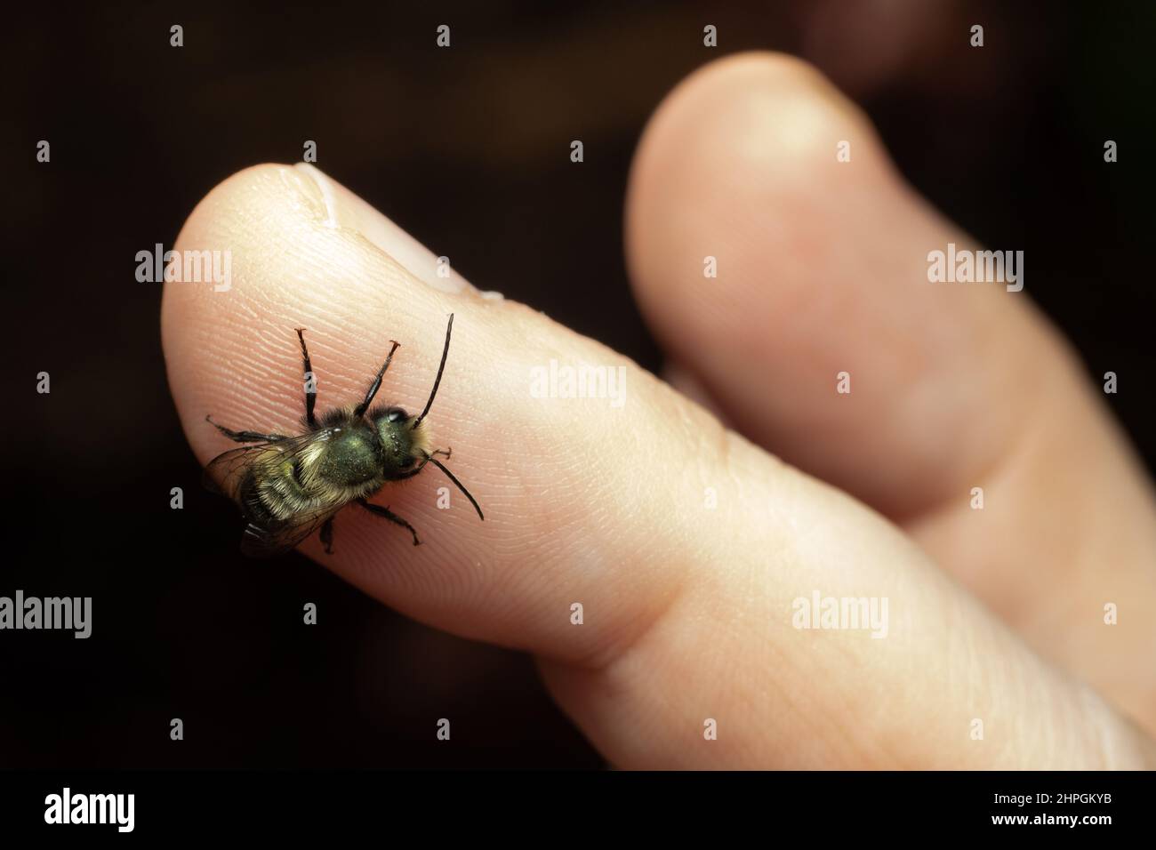 Touch a bee hi-res stock photography and images - Alamy
