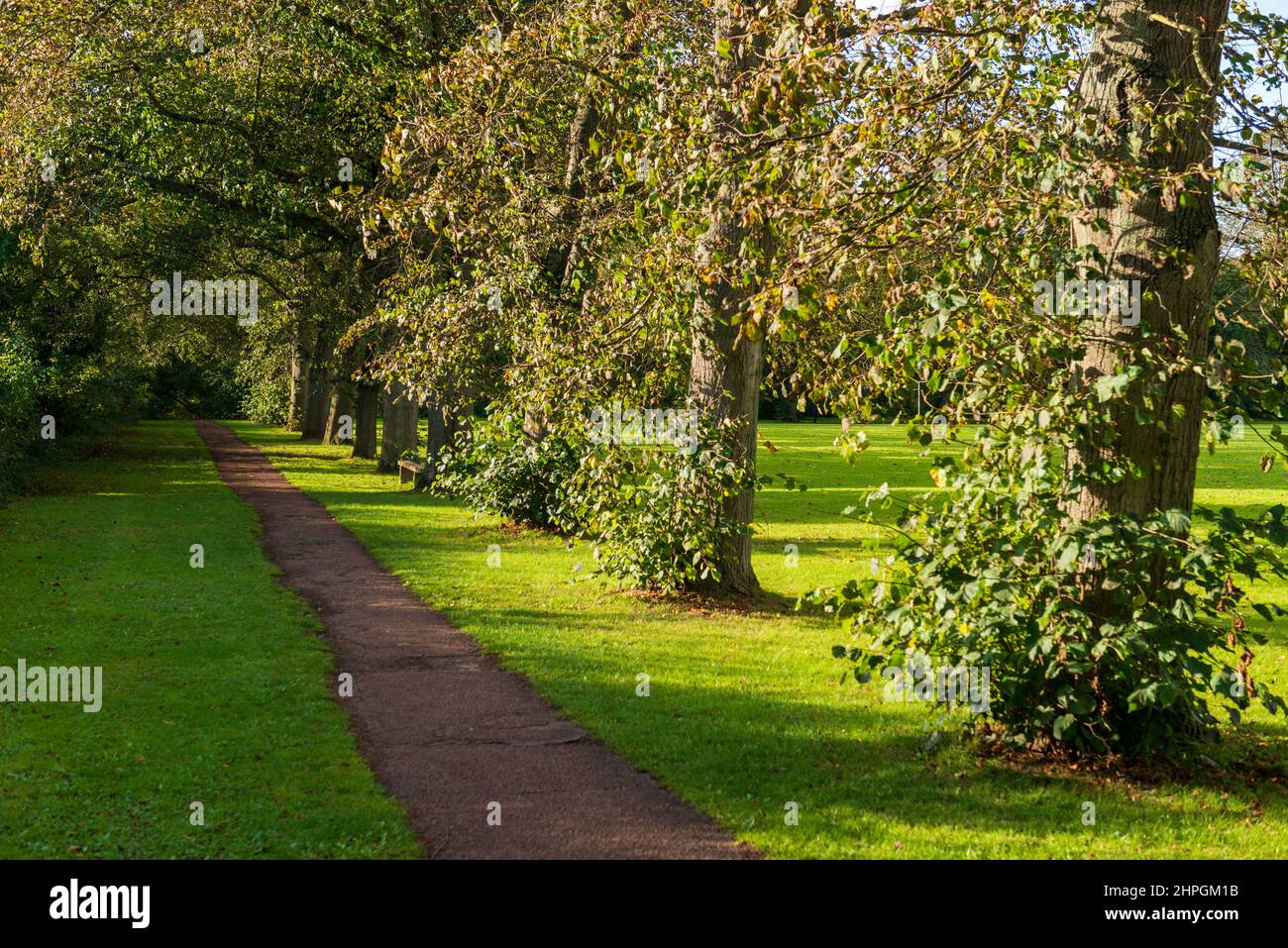 Avenue of beech trees hi-res stock photography and images - Alamy
