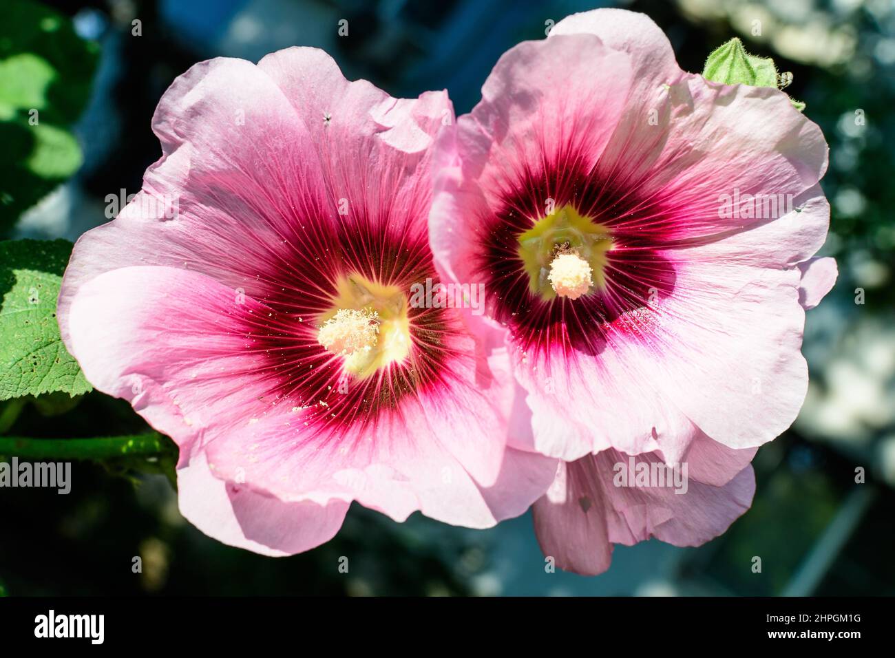 One delicate pink magenta flower of Althaea officinalis plant, commonly ...