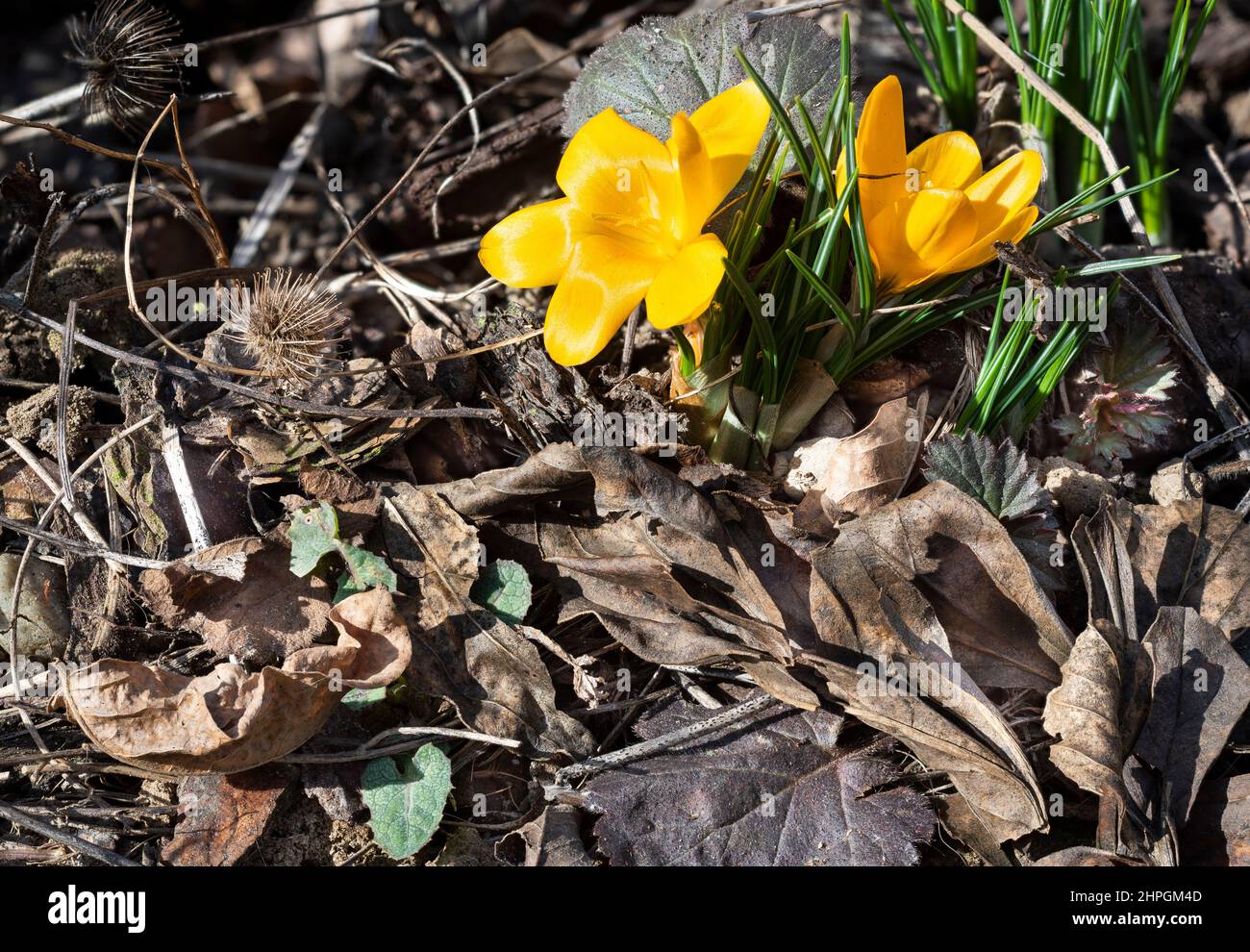 crocus flowers wild flowers during springtime Stock Photo - Alamy