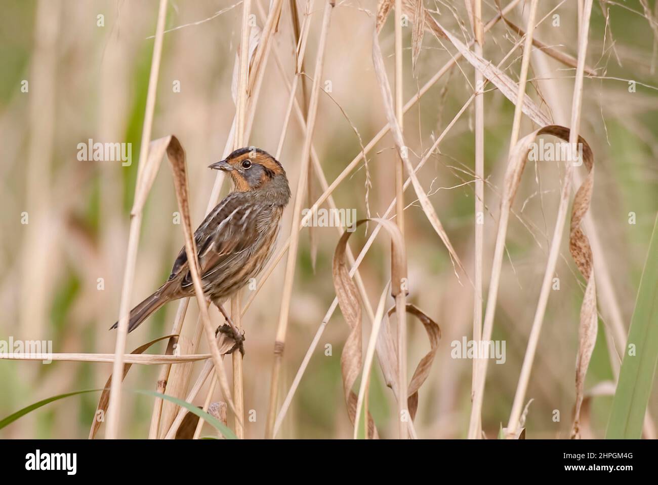 A Nelson's Sparrow, Ammodramus nelsoni, perched in wetlands Stock Photo ...