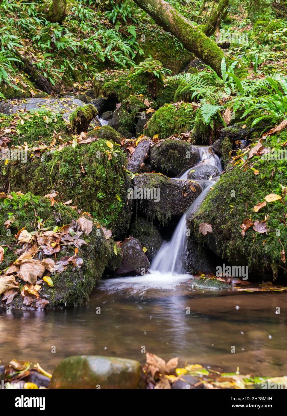 Hackfall gorge hi-res stock photography and images - Alamy