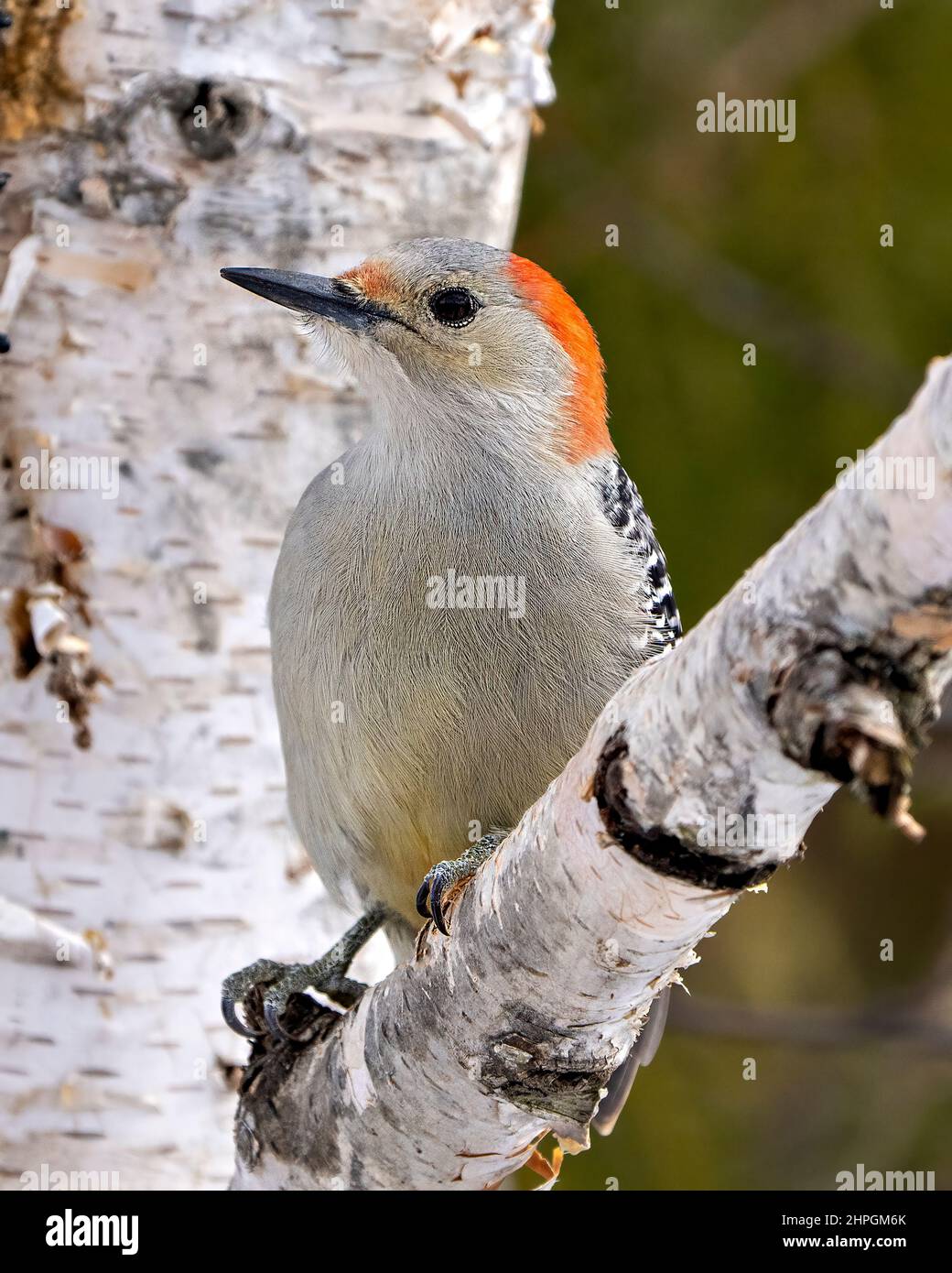 Red-bellied Woodpecker close-up profile view perched on a birch tree ...