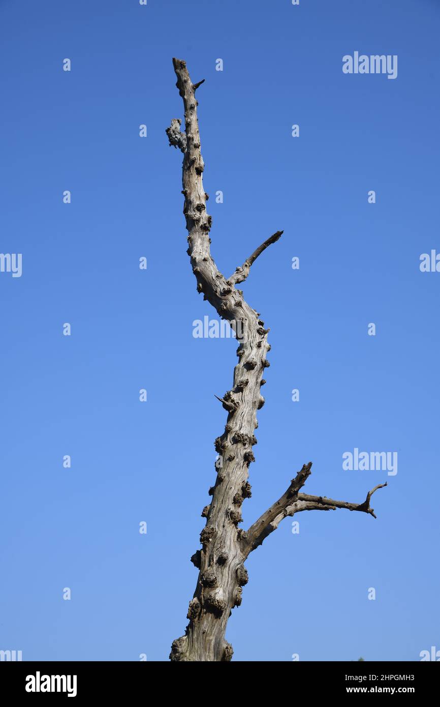 Dried tree branch of the Ballavpur Wildlife Sanctuary. Bolpur, Birbhum ...