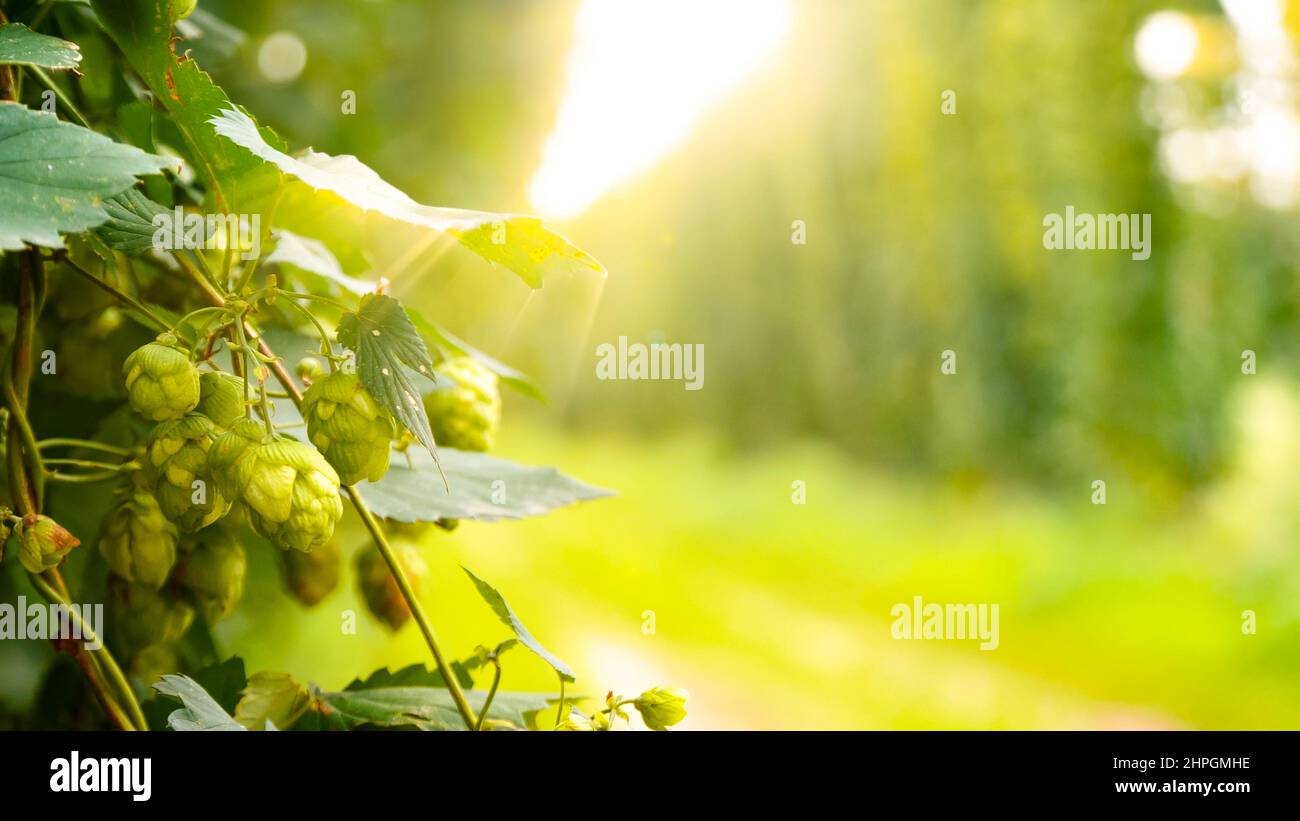 Close up view of growing hop flowers, lit by the rays of sun. Hop crop ...
