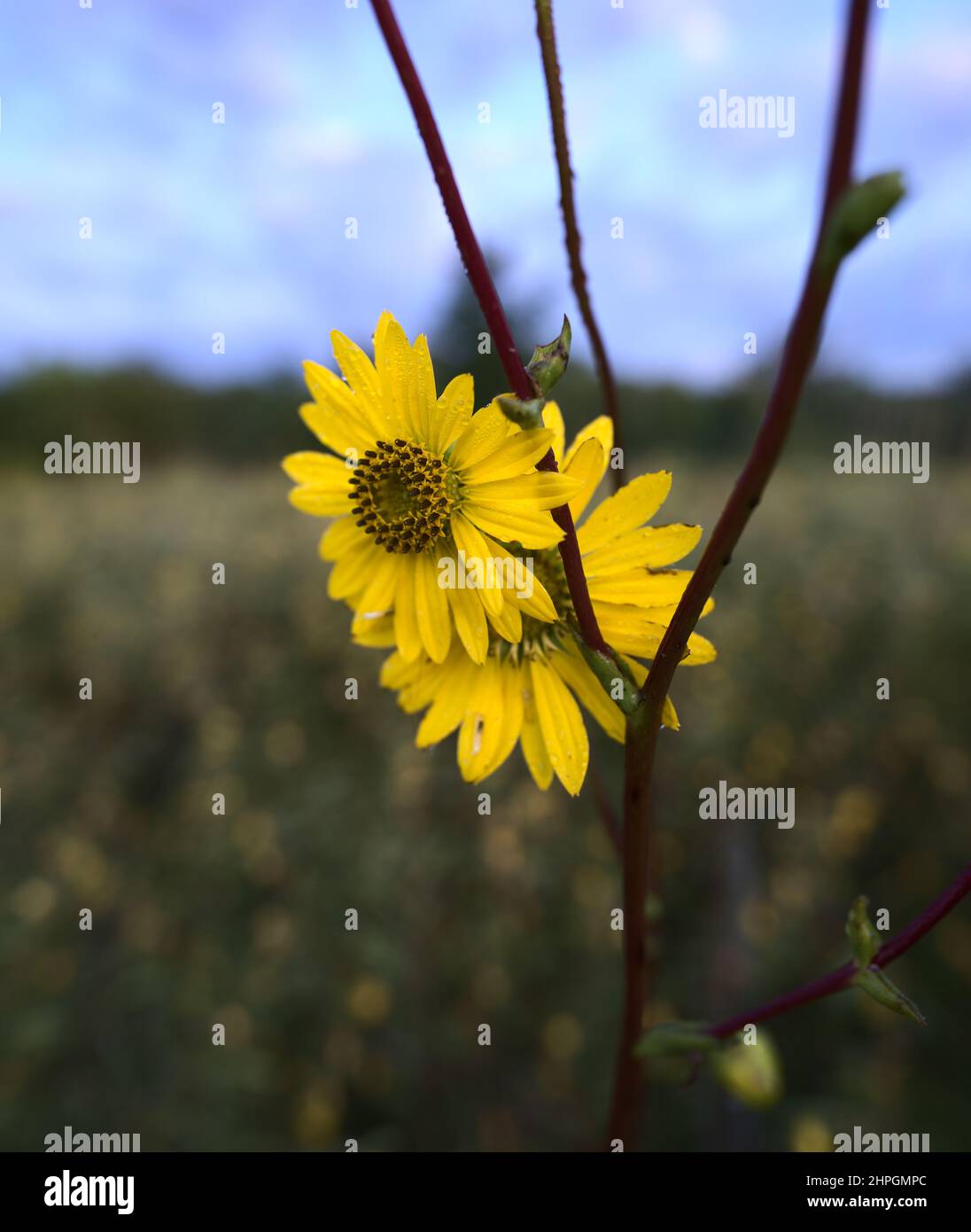 Image of yellow wild flower hi-res stock photography and images - Alamy