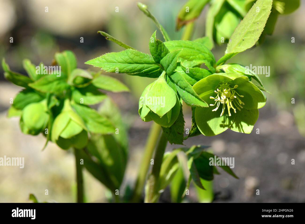 Hellebore, Nieswurz, Helleborus, hunyor Stock Photo - Alamy