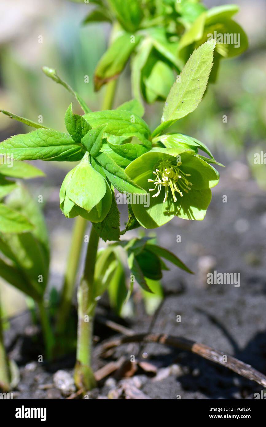 Hellebore, Nieswurz, Helleborus, hunyor Stock Photo - Alamy