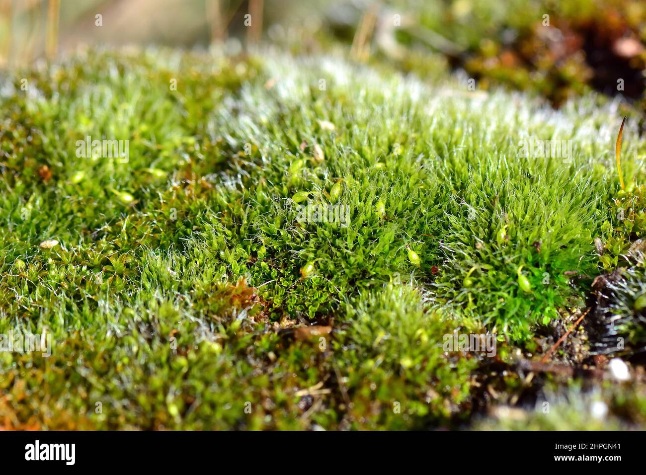 Moss, Moos, Bryophyte, moha, Hungary, Magyarország, Europe Stock Photo ...