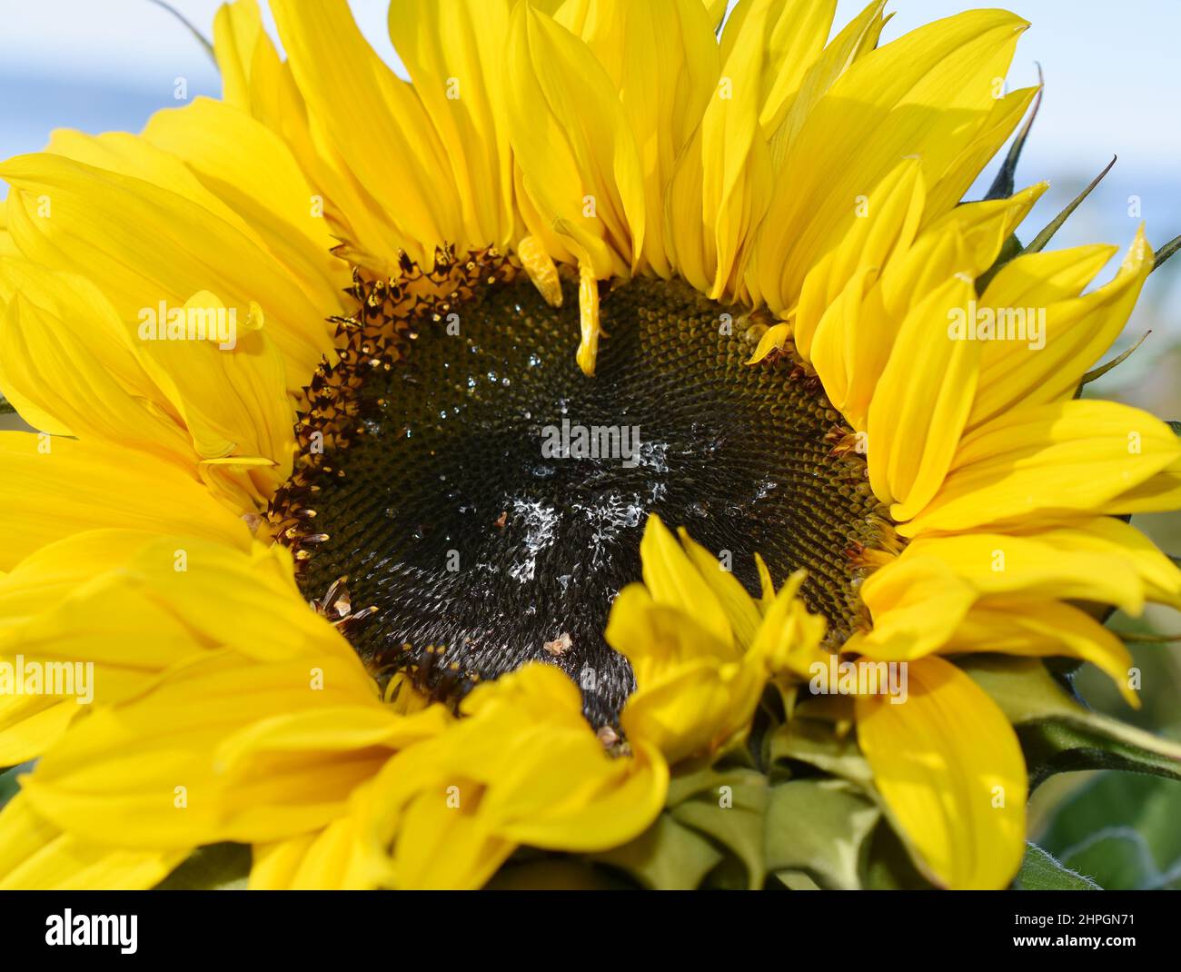 Closeup single yellow sunflower hi-res stock photography and images - Alamy